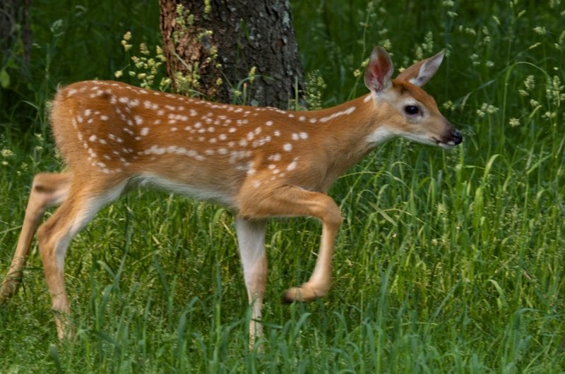 Oh Shenandoah in Spring: How the Fawns Escape the Bears | New American ...