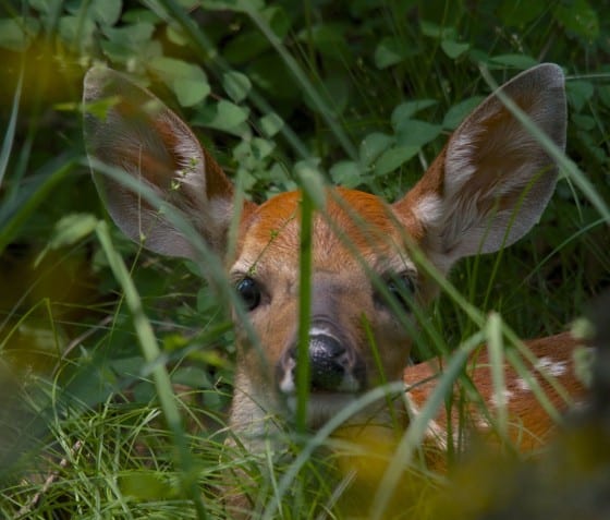 Oh Shenandoah in Spring: How the Fawns Escape the Bears | New American ...