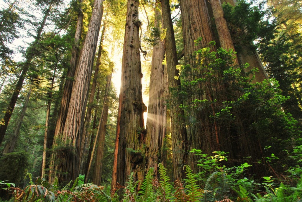 Ten John Muir Quotes to Inspire People to Explore America’s Great ...