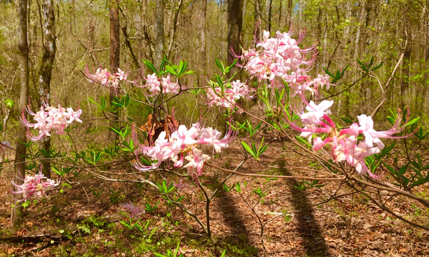 Palm Sunday: Pray for the Living and Stay At Home | New American Journal