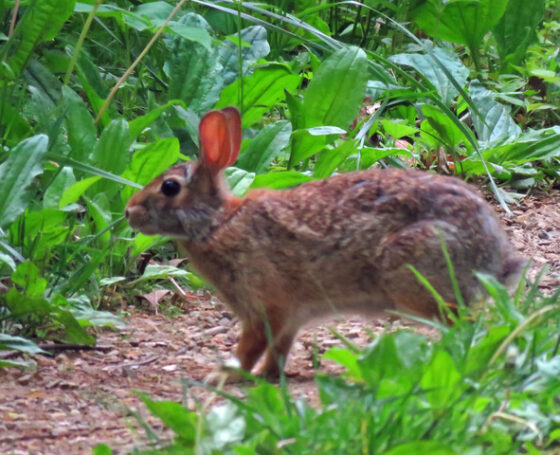 Camping and Hiking in Shenandoah National Park in Virginia | New ...