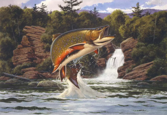 The Story of Wild, Native Brook Trout and Why They Are So Ecologically ...