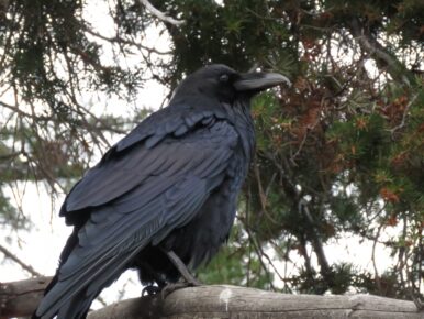 Exploring the Mind of the Raven and the Bird’s Role in Human Culture ...